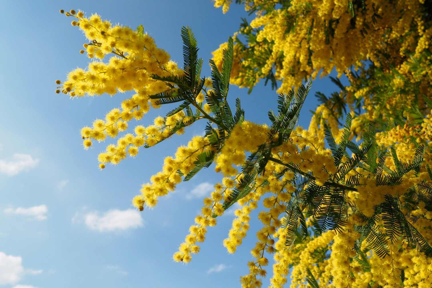 MSWA - Disability Support Services & Service Providers | NDIS Provider